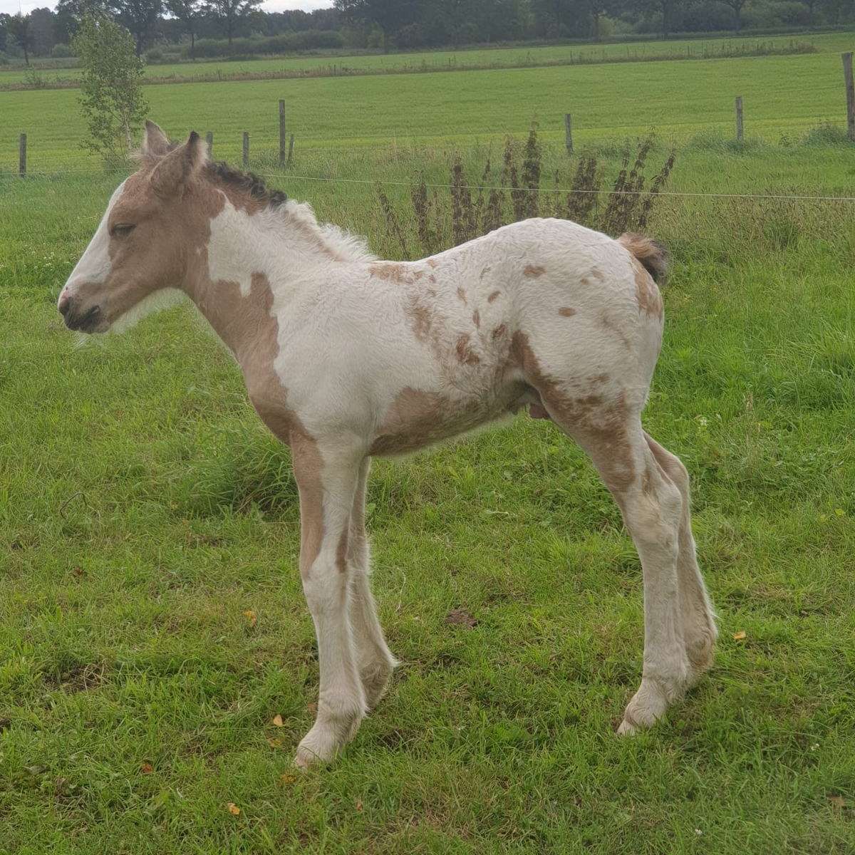 Snowcap Appaloosa