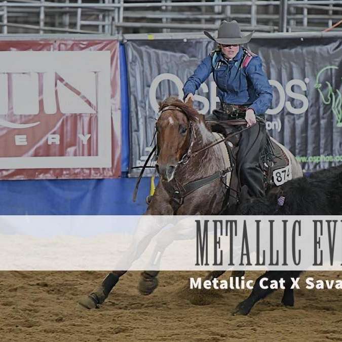 Frenchman Guy Bred Line Back Dun - Frost Flash Lady