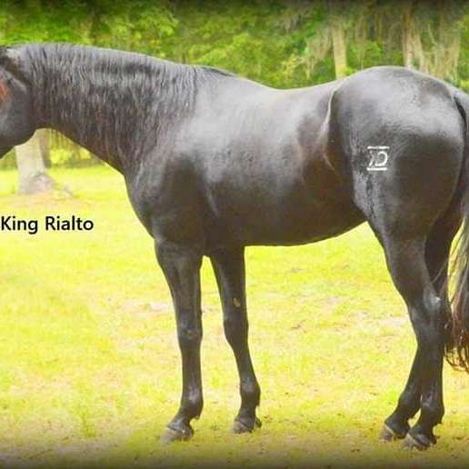 Sr My King Rialto, AQHA Black Stallion