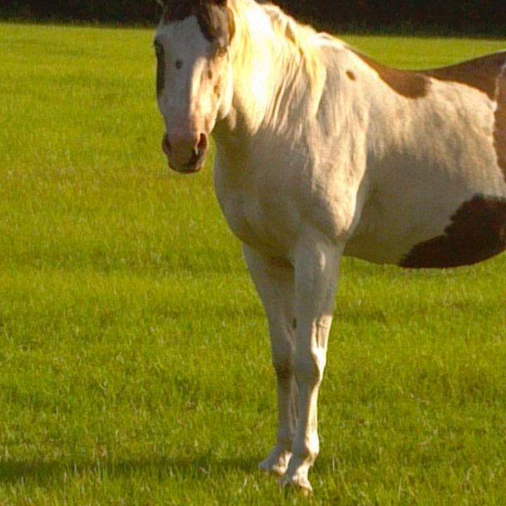 Line Back Dun For Stud Service Only