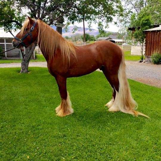 Standing For Stud Services