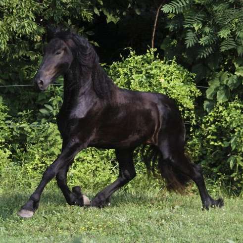 Full Friesian Colt.