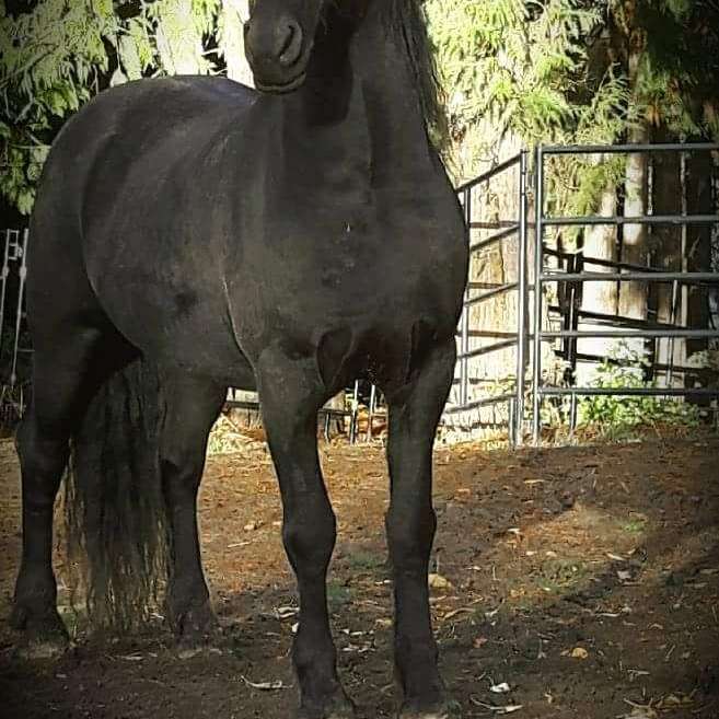 Arabo Friesian Stallion At Stud