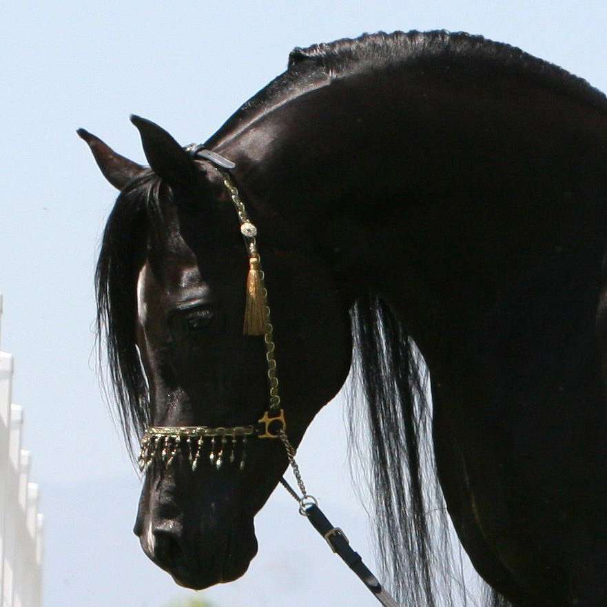 World Renowned - Black - Straight Egyptian Arabian - Stallion Service