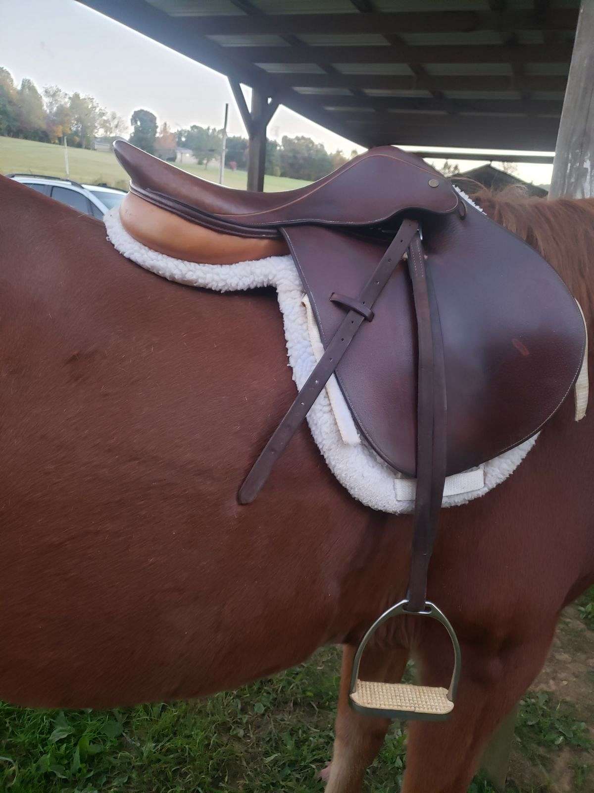 Collegiate saddle with everything