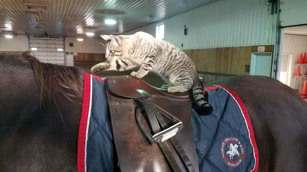 Saddle Seat Saddles
