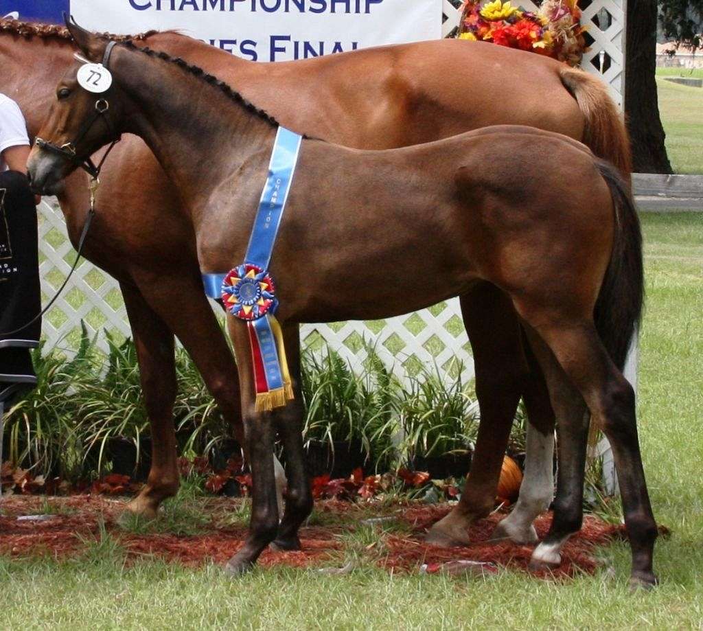 Cornerstone Sporthorses on EquineNow