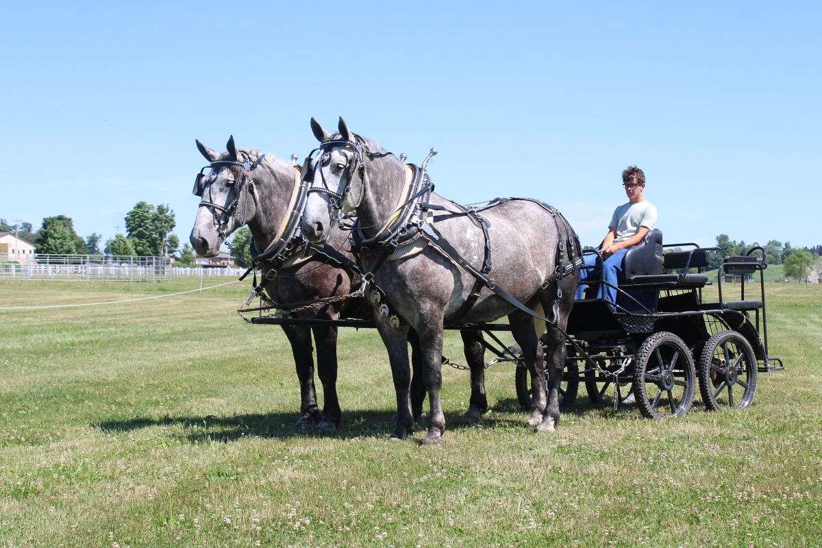Hershberger's Farm on EquineNow