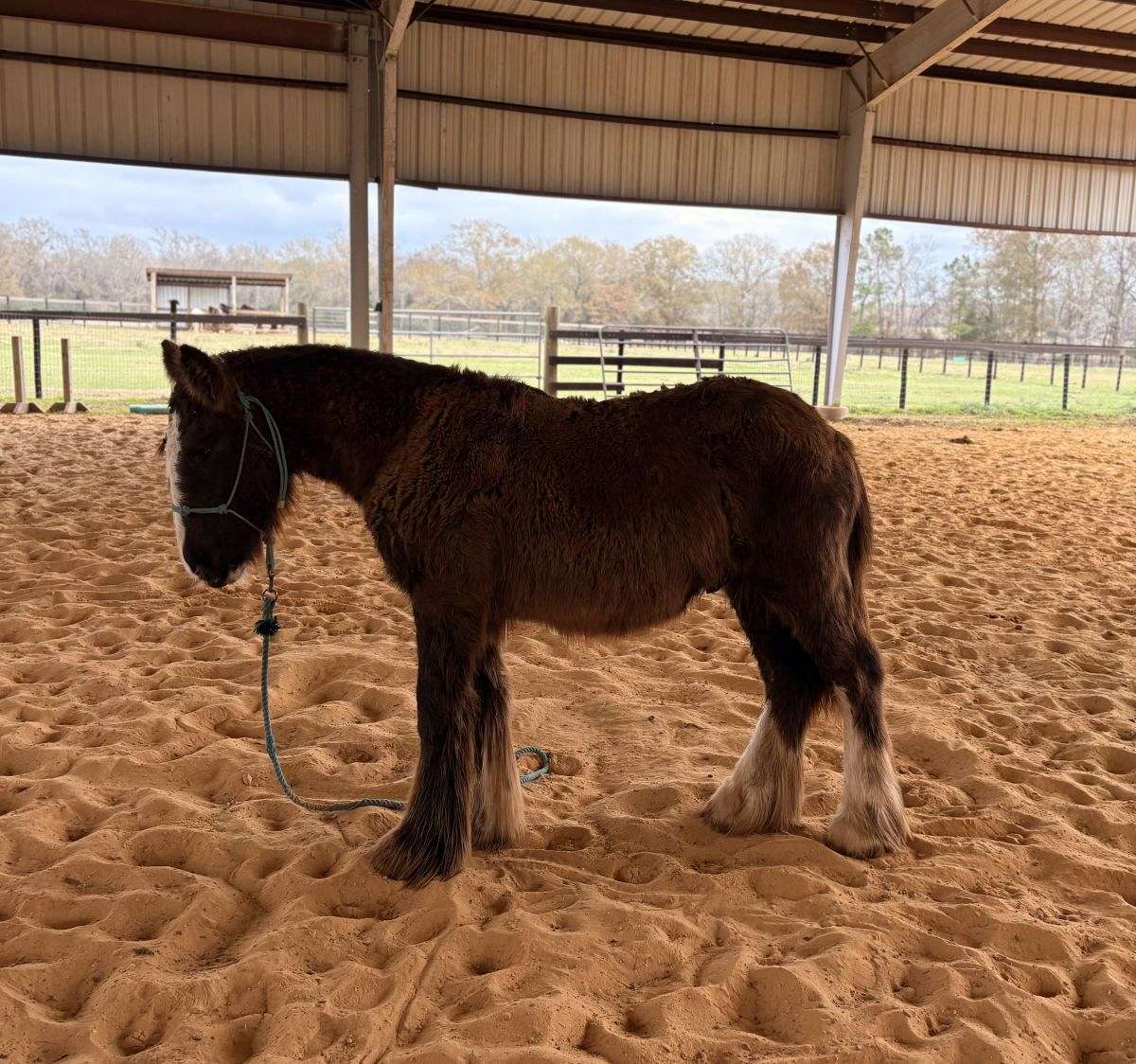 Primrose Ranch on EquineNow