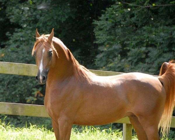 My Way Ranch Arabians on EquineNow