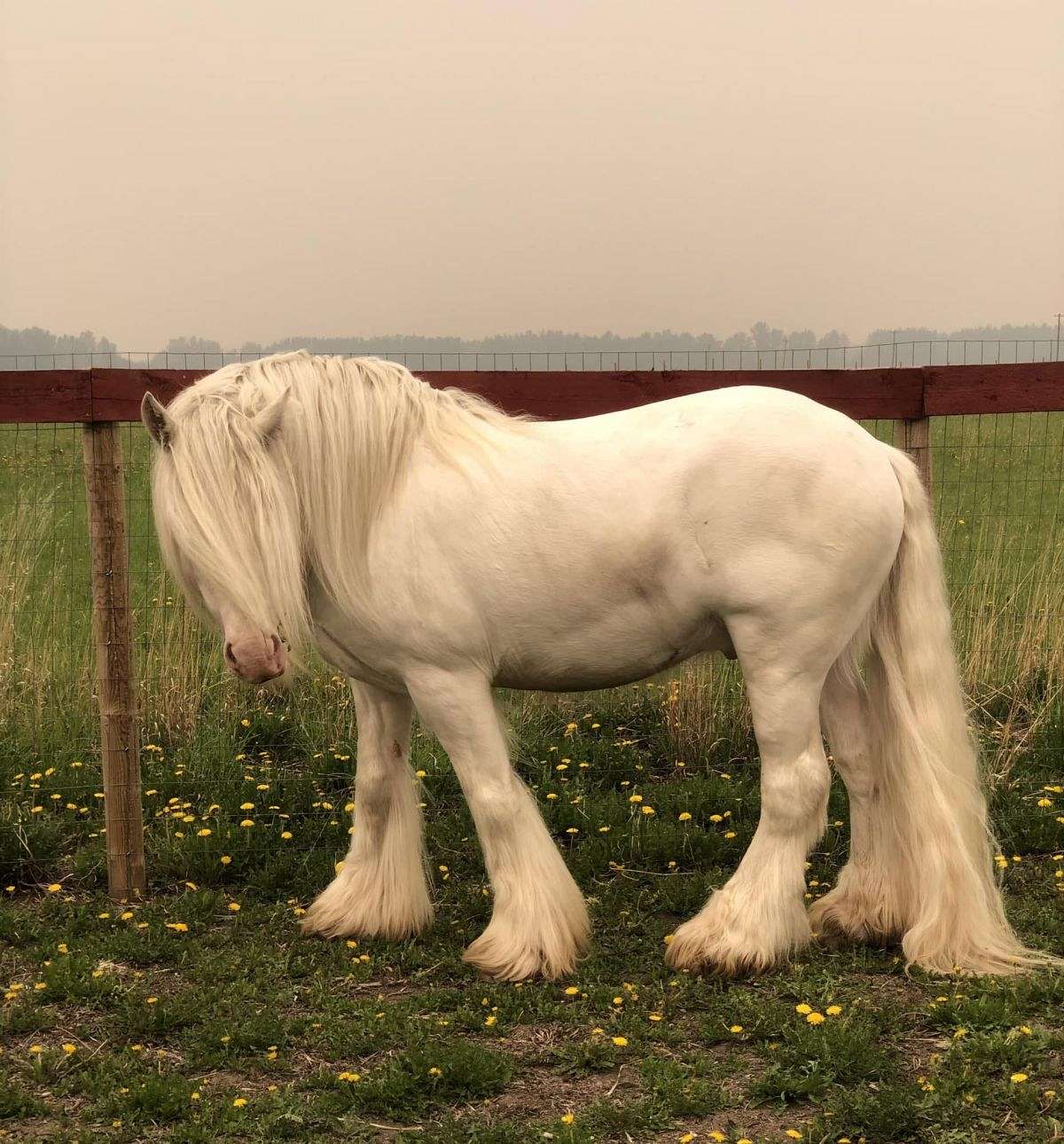 Sacred Heart Gypsy Farm on EquineNow