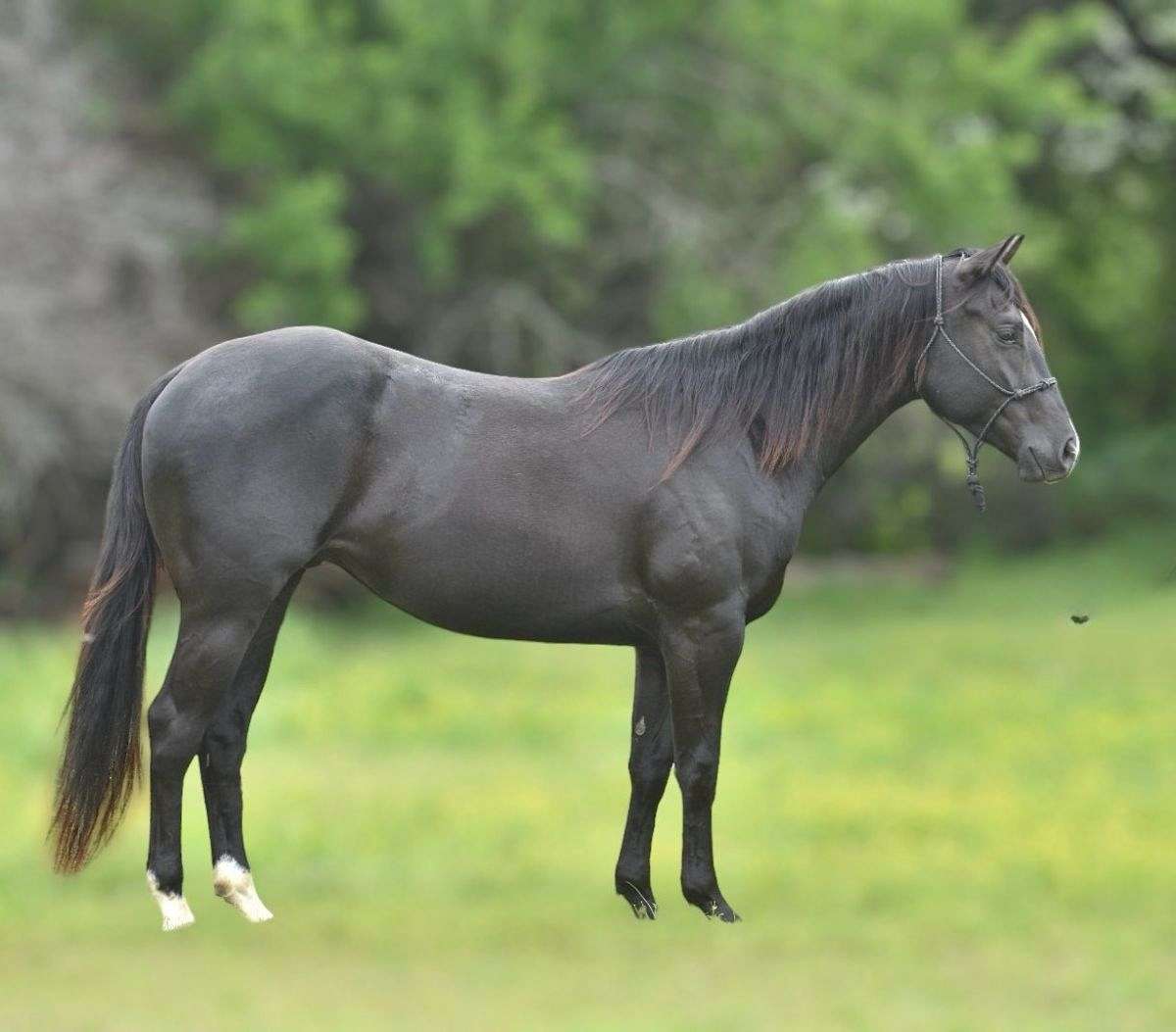 Four Willows Farm on EquineNow