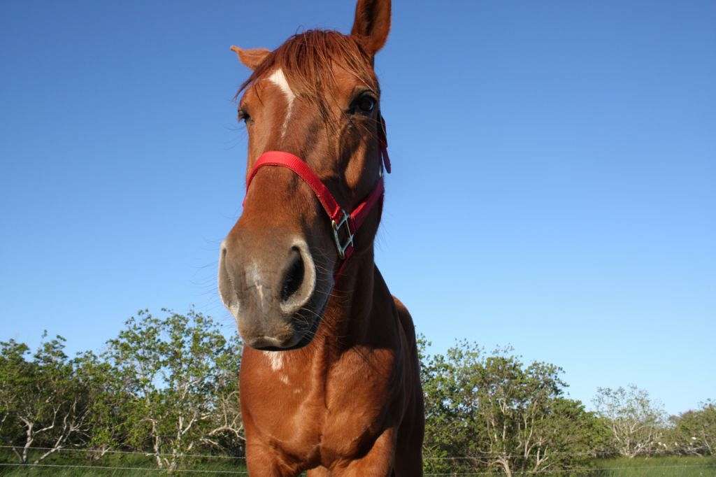 Gunny's Dancing Hooves Rescue on EquineNow