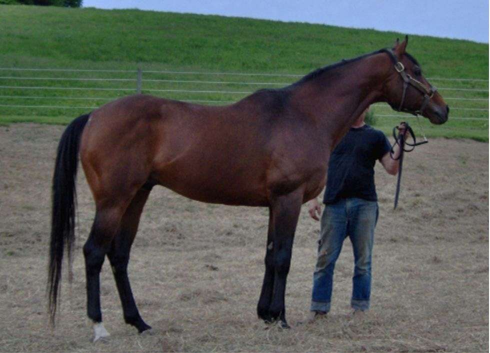 Stillfork Farm llc. on EquineNow