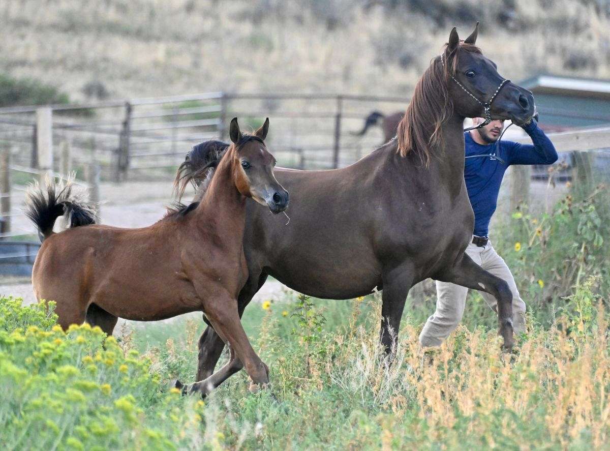 Independent seller on EquineNow