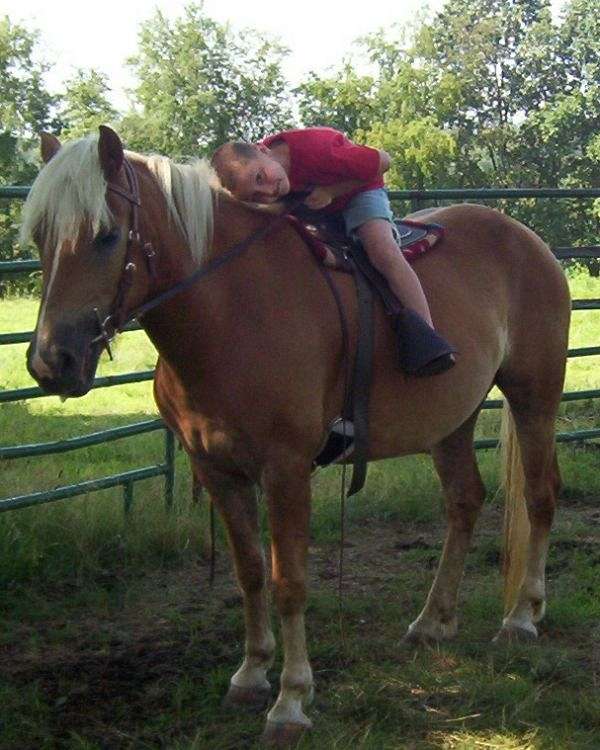 Chestnut Ridge Haflingers on EquineNow