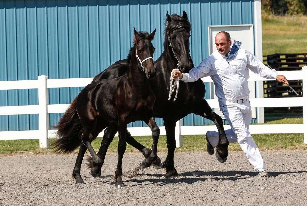 Black Dog Friesians on EquineNow