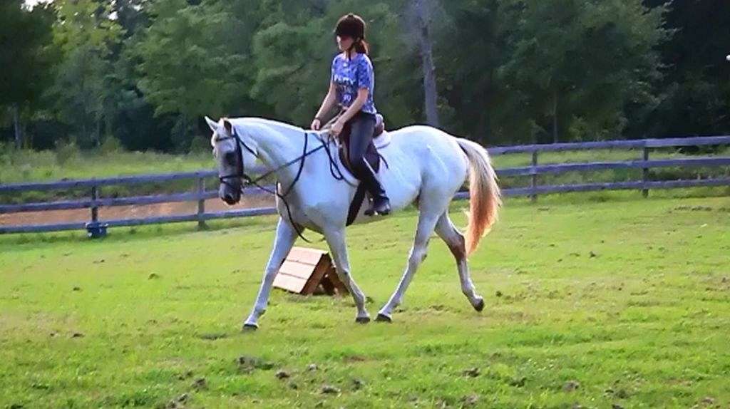 High View Manor Farm on EquineNow