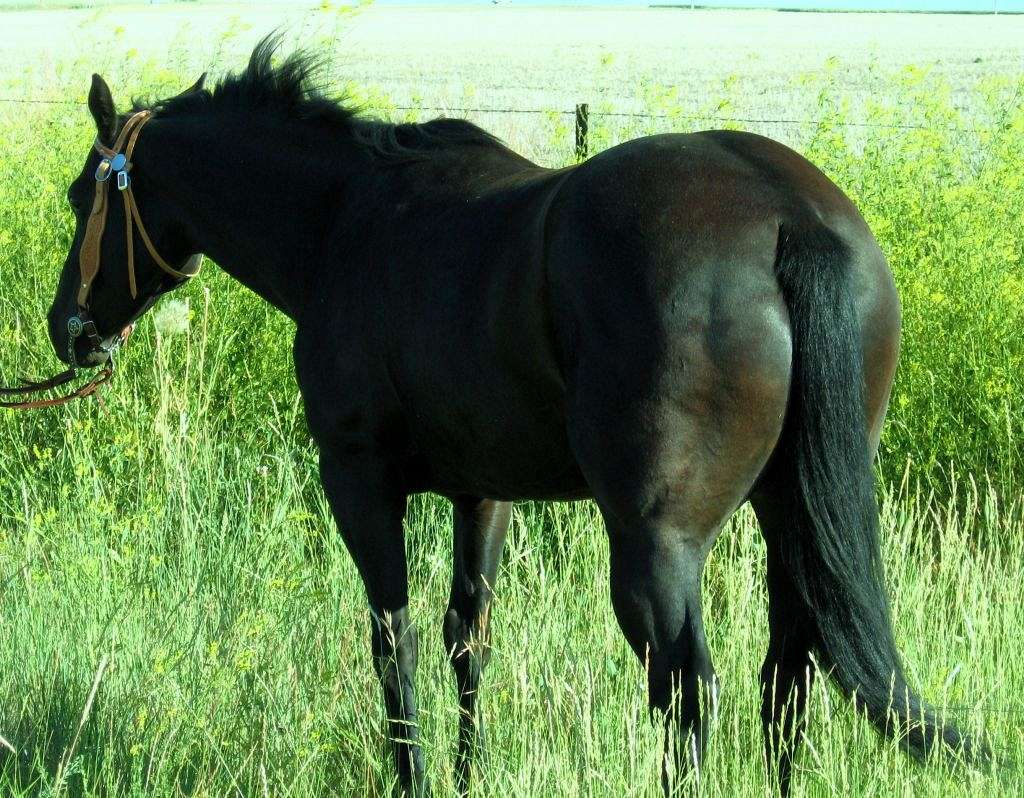 Lacy Ranch Horses on EquineNow