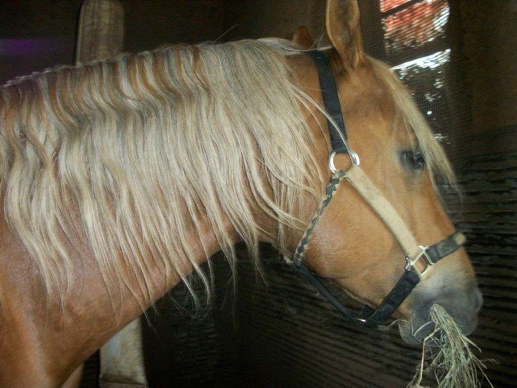 spanish lake stables on EquineNow