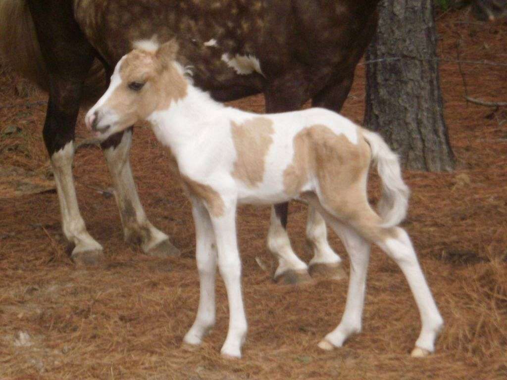 JLD Pony Farm on EquineNow