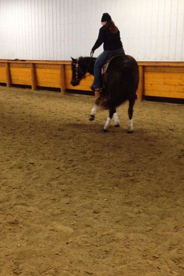 Diamond 4 Performance Horses on EquineNow