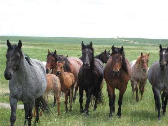 Ayers Ranch on EquineNow