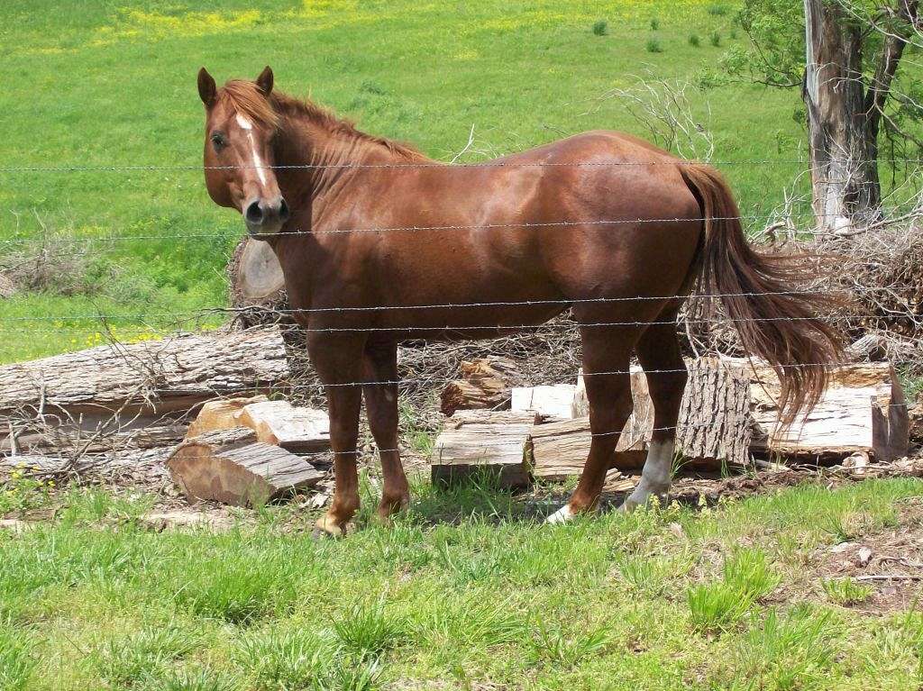 Whispering Dreams Ranch on EquineNow