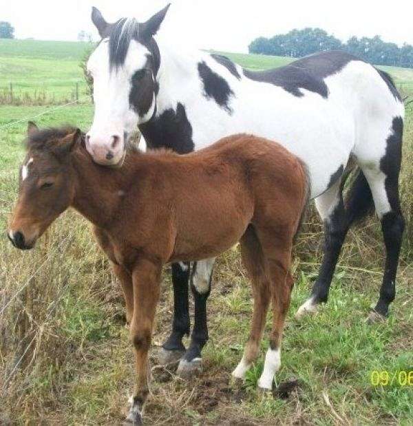 Society for Hooved Animals Rescue and Emergency on EquineNow