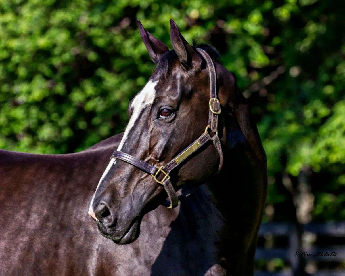 Finish Line Farm on EquineNow