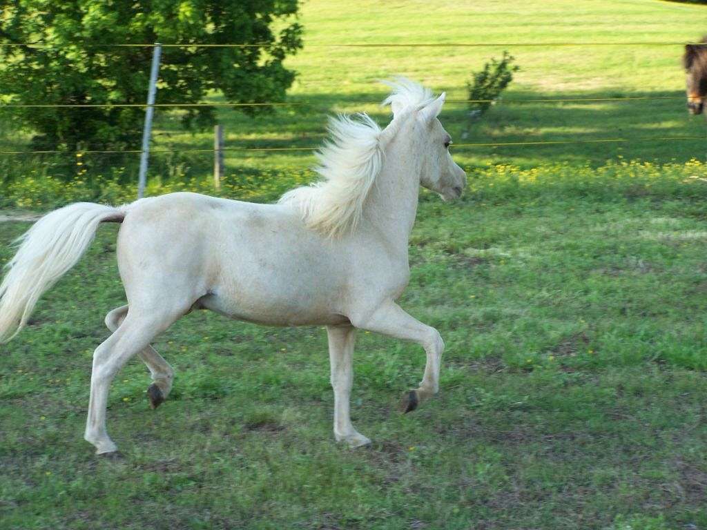 Thompsons miniature horse farm on EquineNow