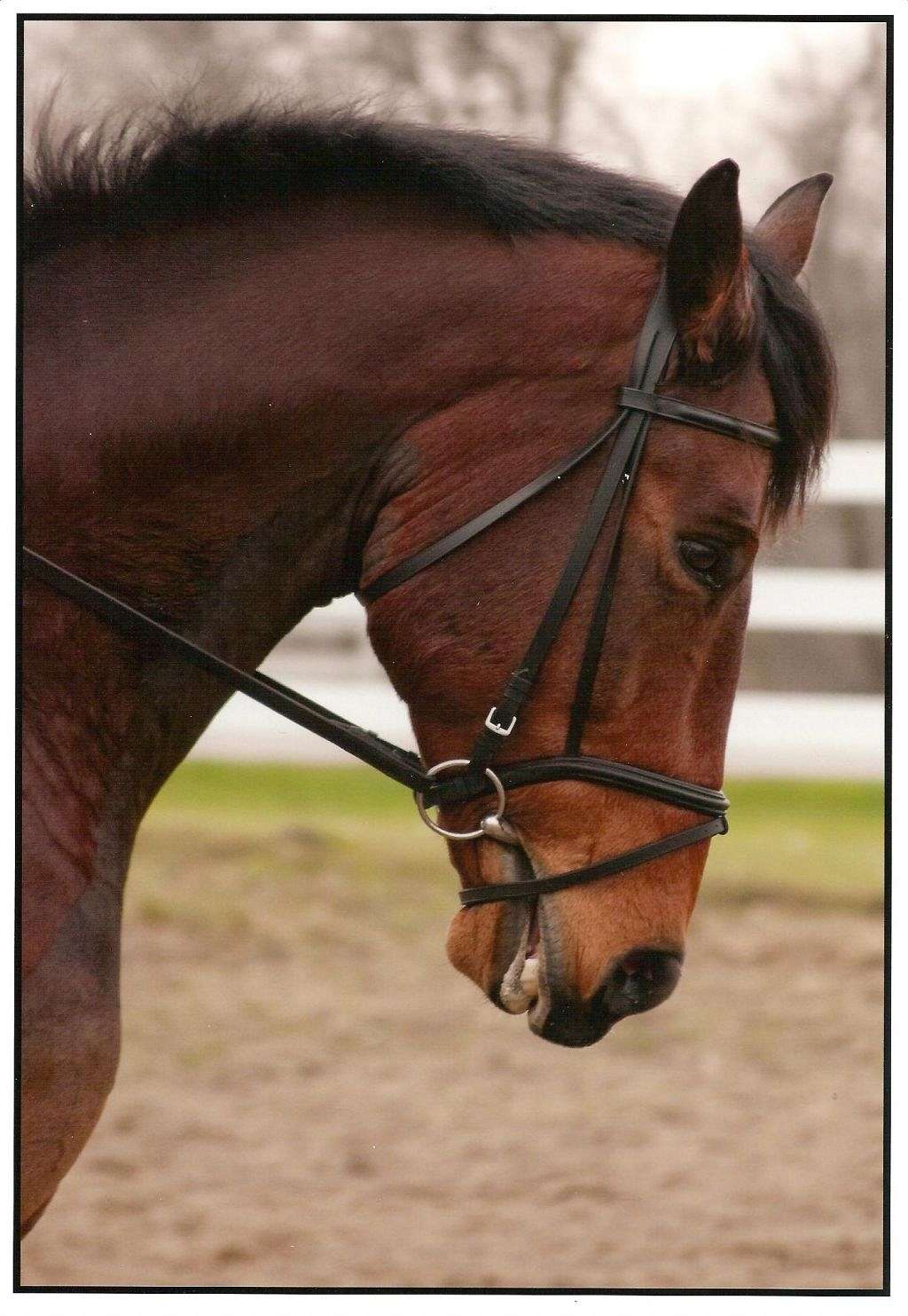 Silver Fox Equestrian Center on EquineNow