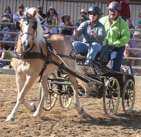 Top of the Line Farms on EquineNow