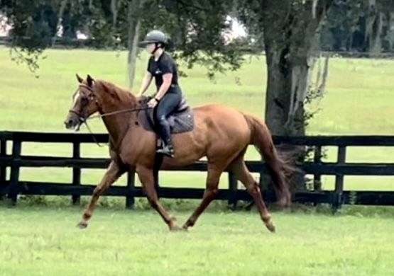 OTTB FOUNDATION INC on EquineNow