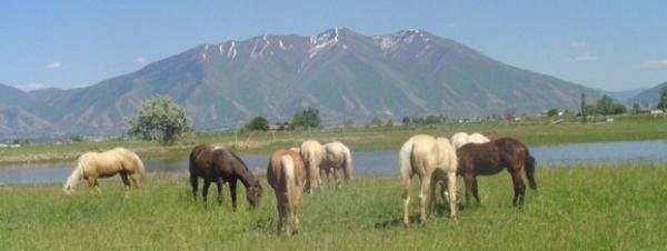 JMB Ranch on EquineNow