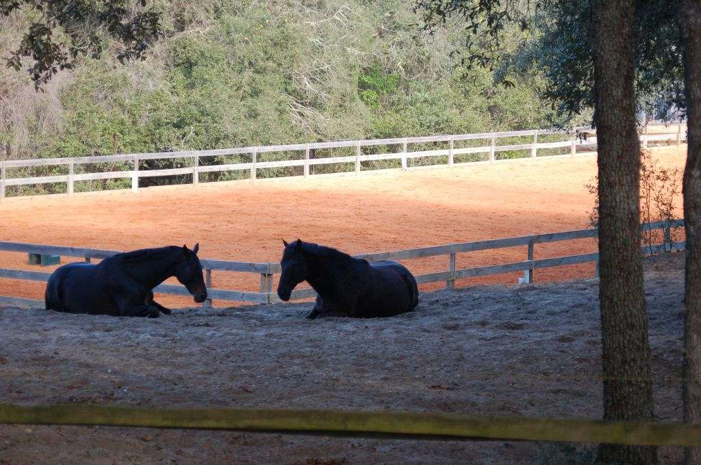 Autumn Valley Stables on EquineNow
