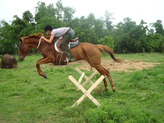 Lacey's Arabian Ranch on EquineNow