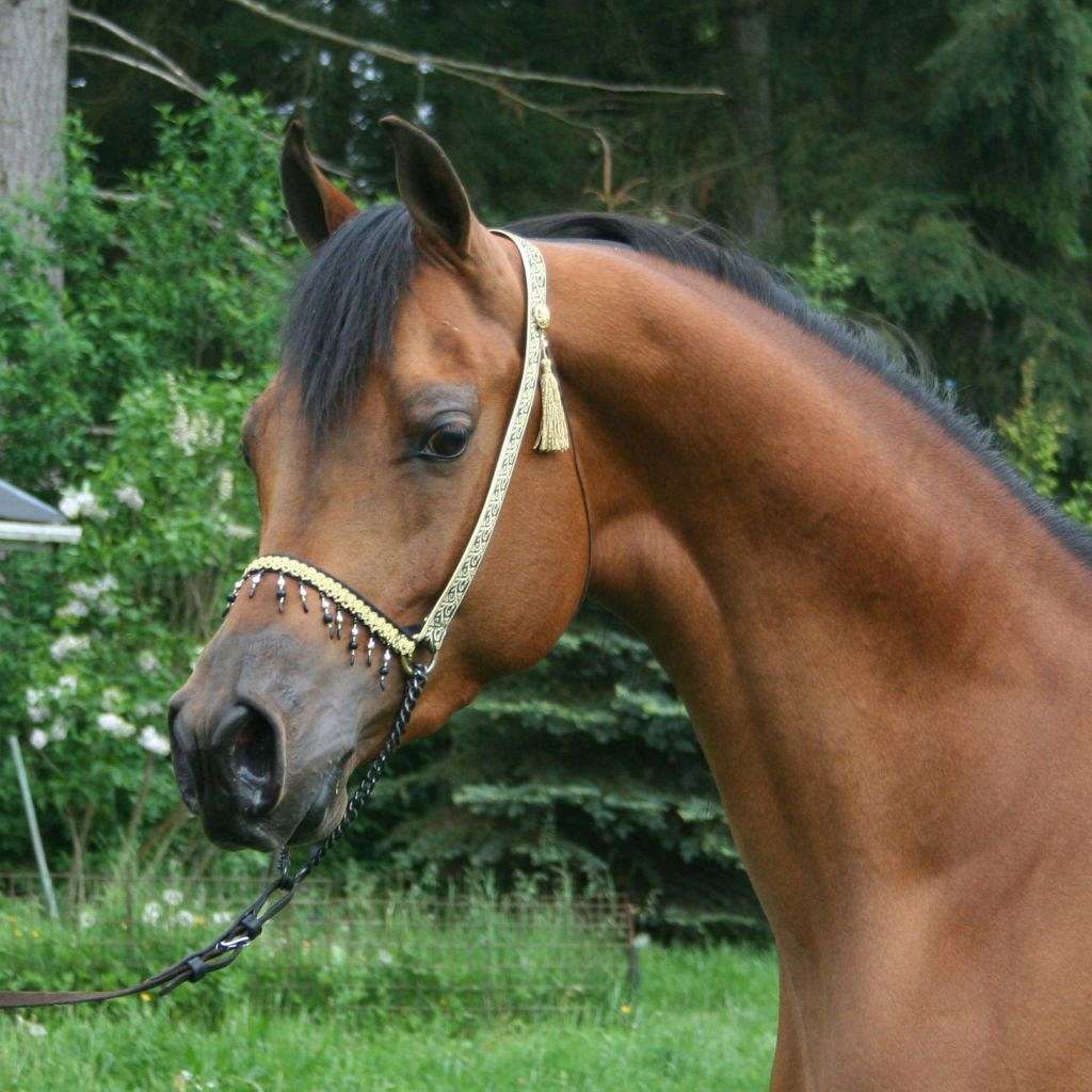 Yellow Rose Arabian Horses on EquineNow