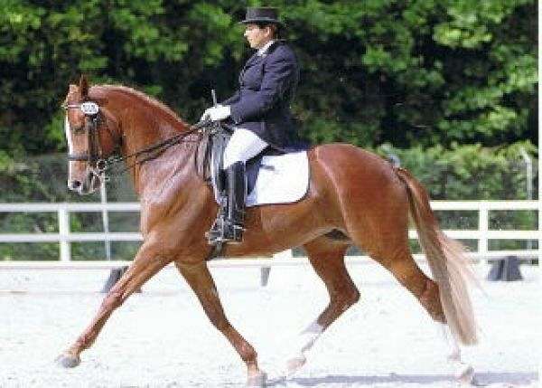 Jenni Hogan Dressage on EquineNow