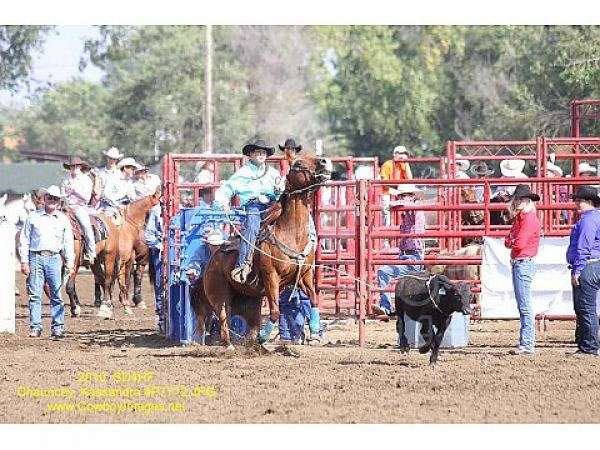 Ranch and Rodeo Horses on EquineNow
