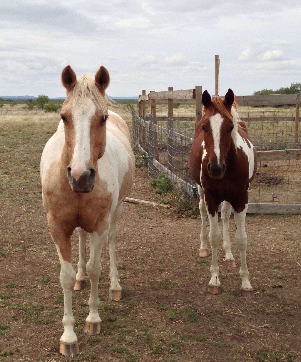 Grand Design Equine on EquineNow