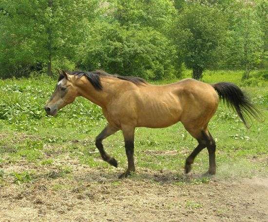 Rising Sun Farm on EquineNow