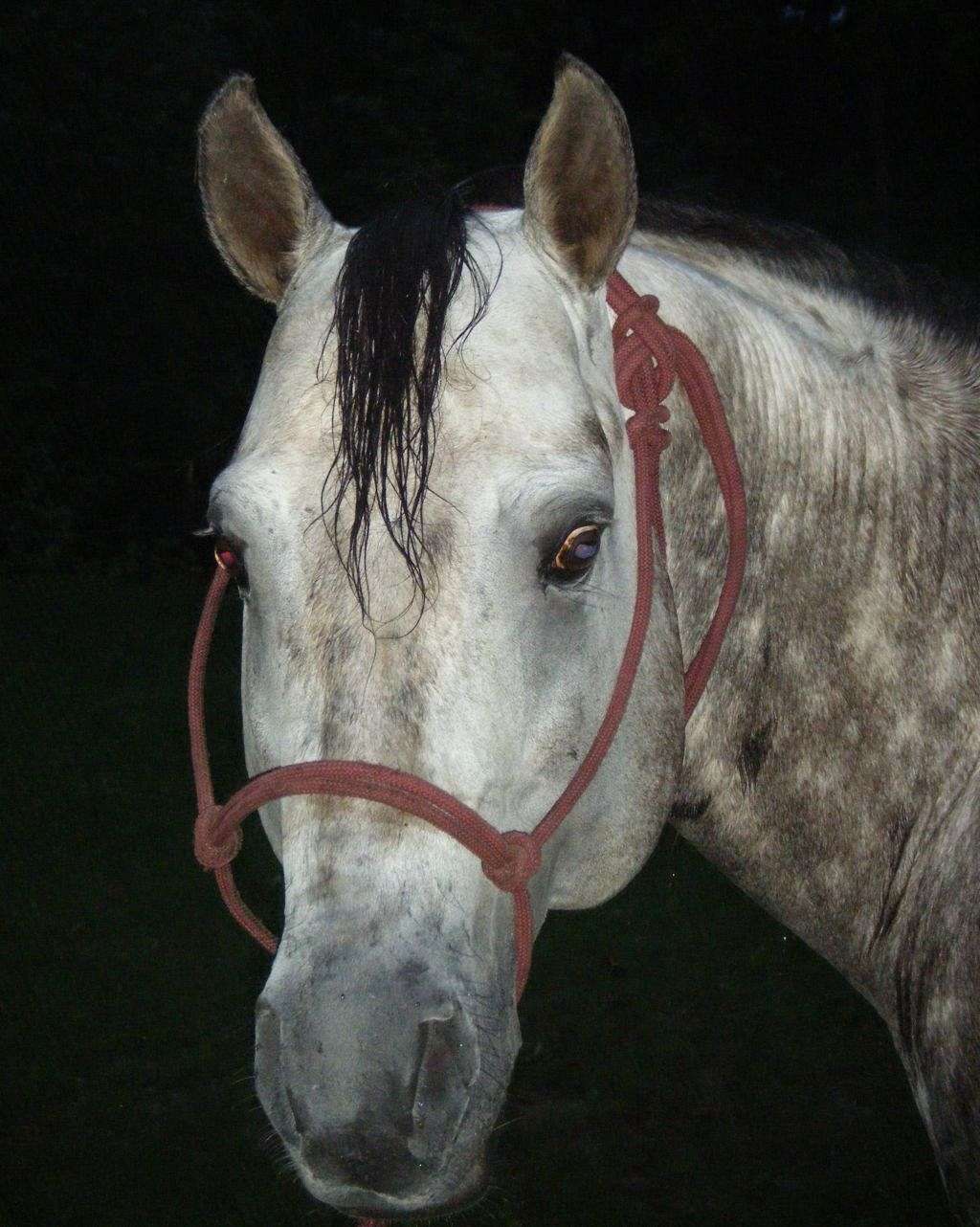 Coyote Crossing Quarters on EquineNow