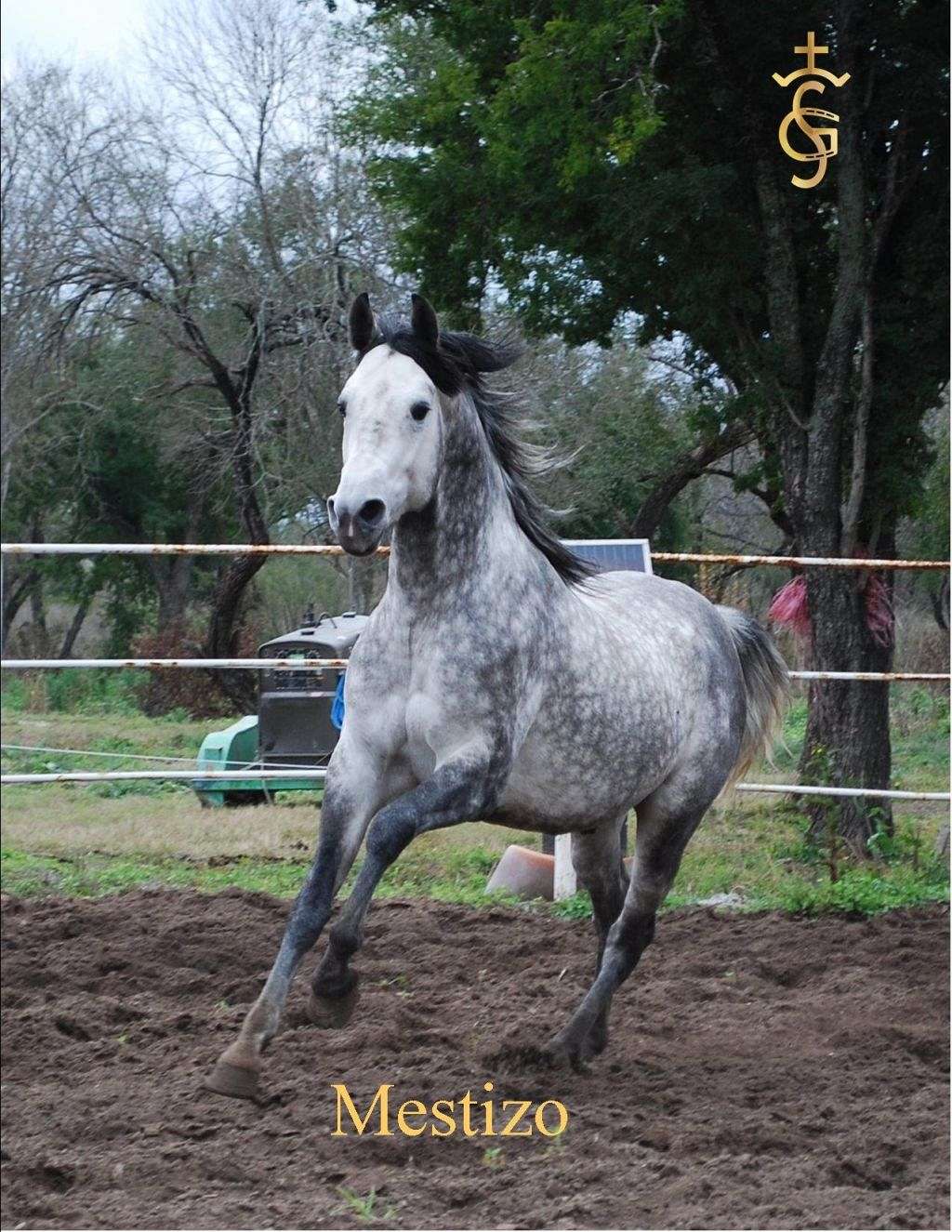 pura raza azteca on EquineNow