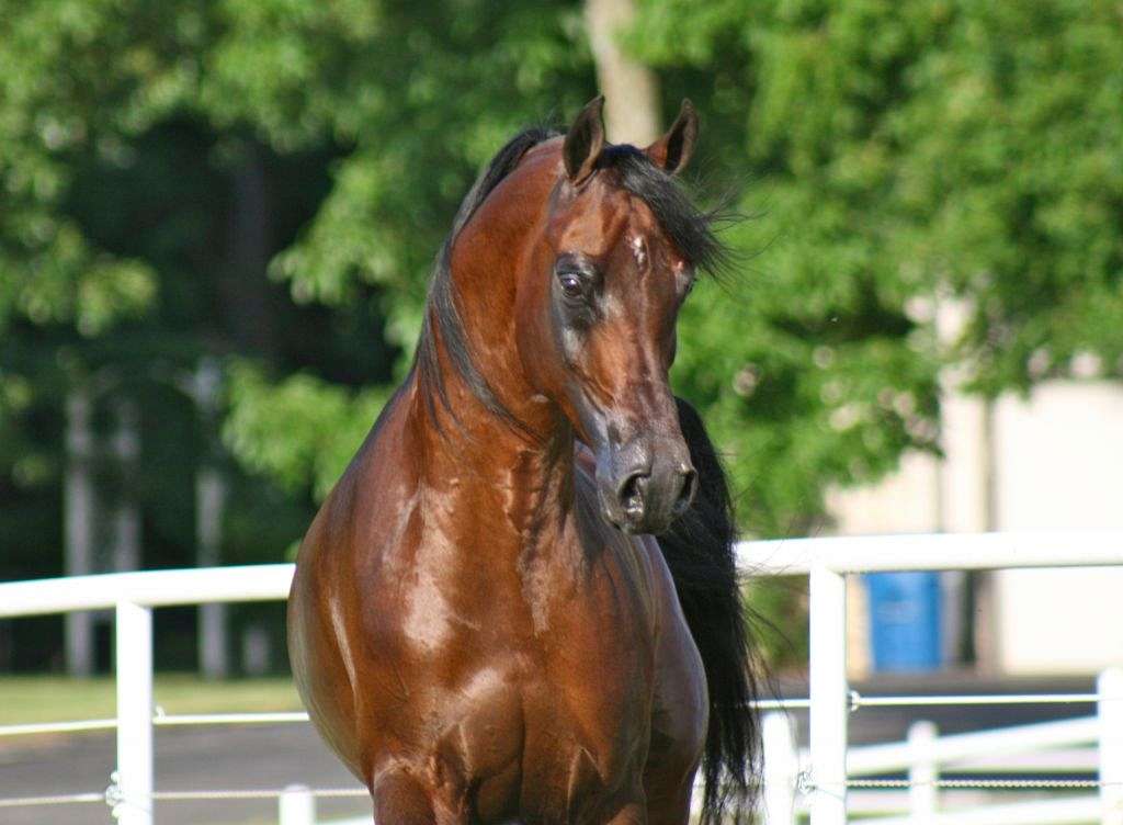 True Blue Arabians on EquineNow