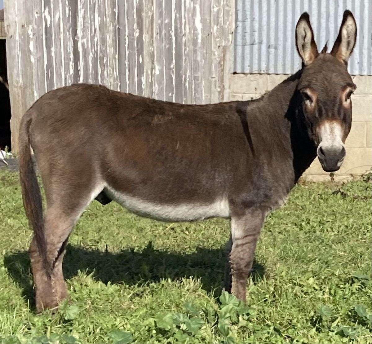 SF Miniature Donkeys on EquineNow