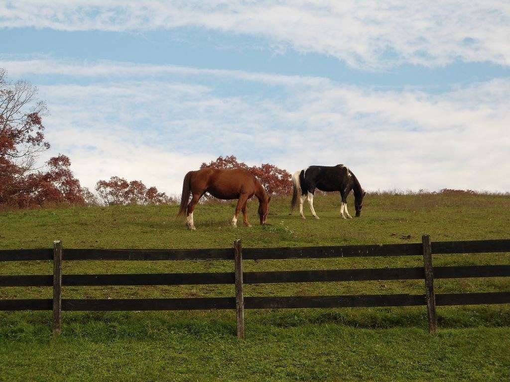 Valley View Farmhouse and Stable on EquineNow
