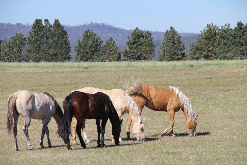 Flying H Ranch Stallion Specialties on EquineNow