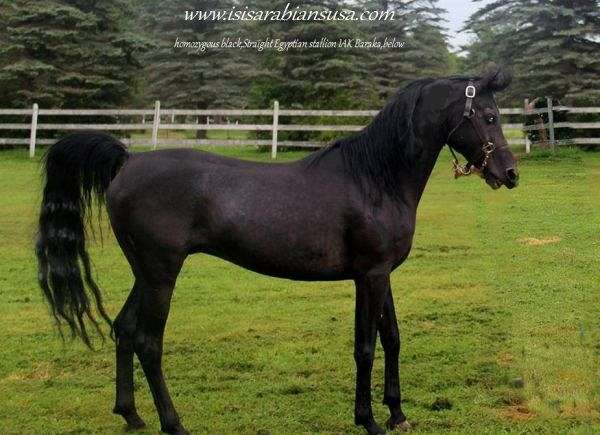 Isis Al Khamsa Arabians on EquineNow