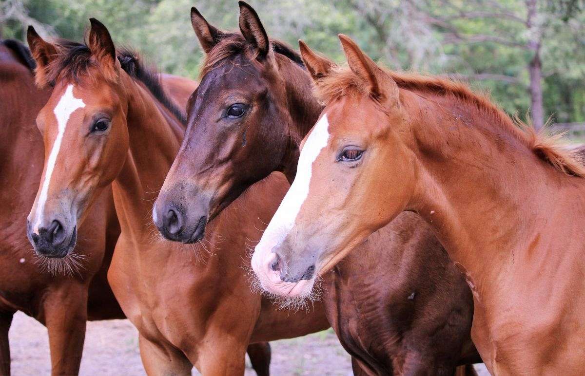 Prosperity Farms Sport Horses LLC on EquineNow